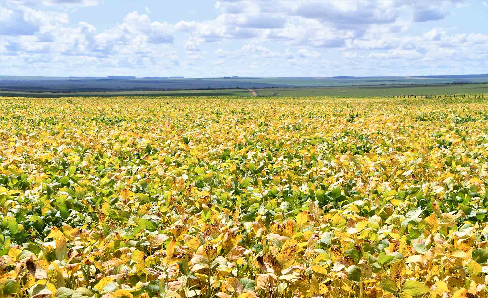 U.S. Maintains Advantages Despite Brazil Soybean Expansion